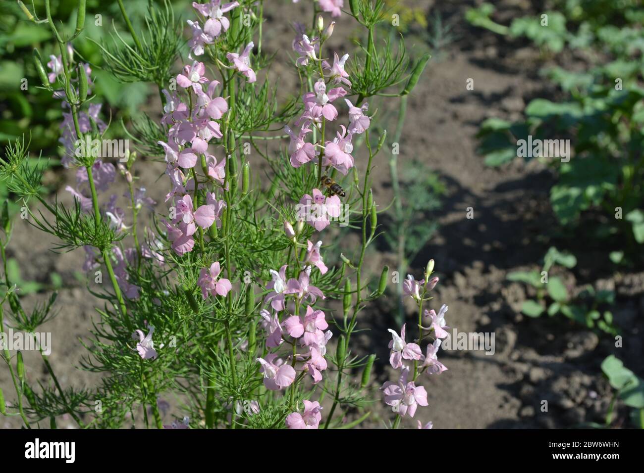 Cutflowers hi-res stock photography and images - Alamy