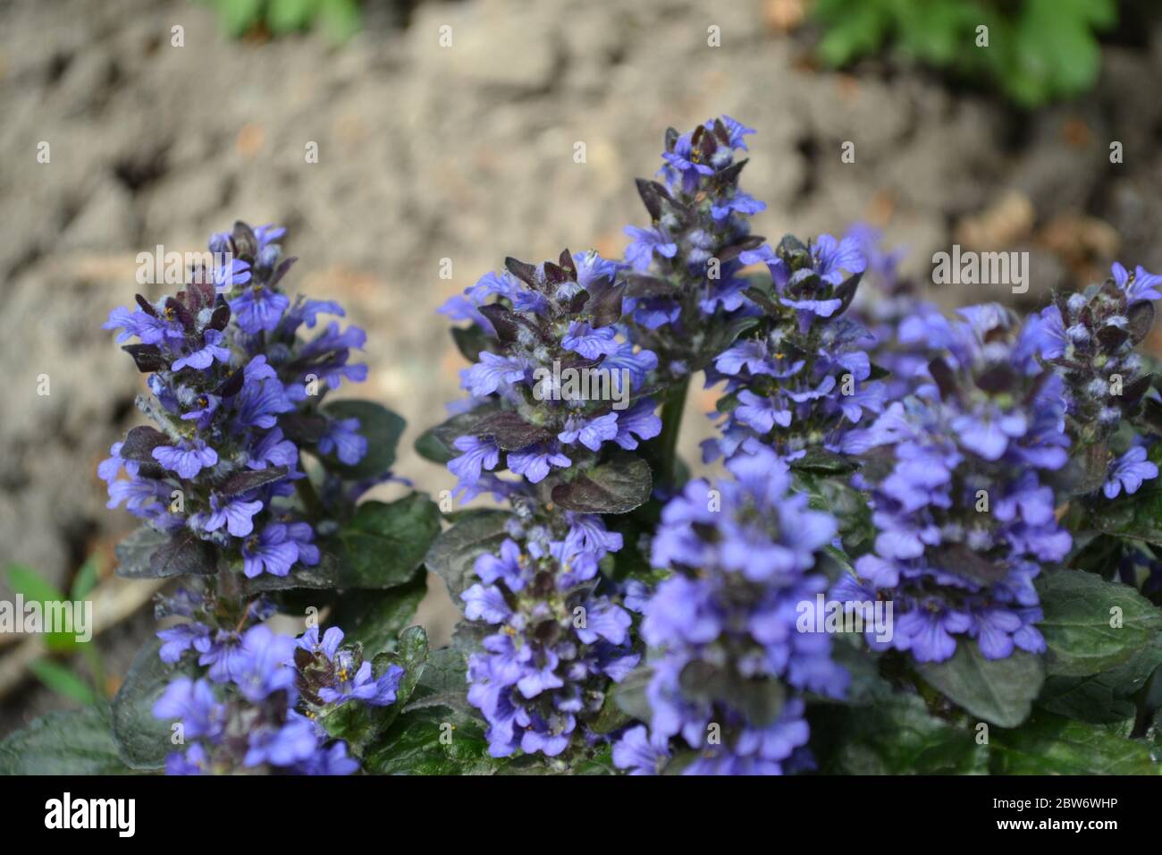 Green leaves. Gardening. Ajuga reptans. Perennial herbaceous plant ...