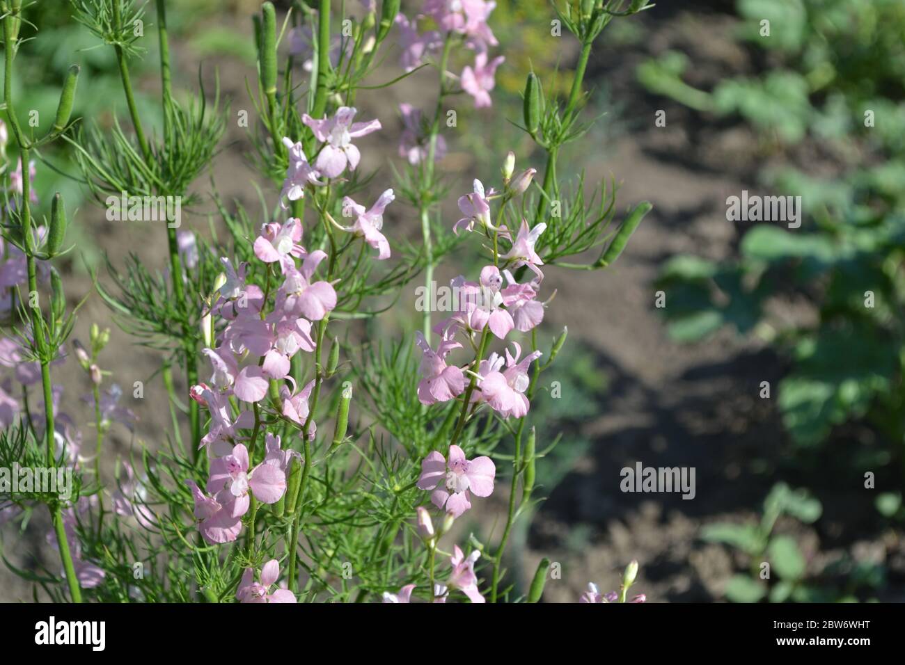 Green leaves, bushes. Gardening Home garden, flower bed. House. Field ...