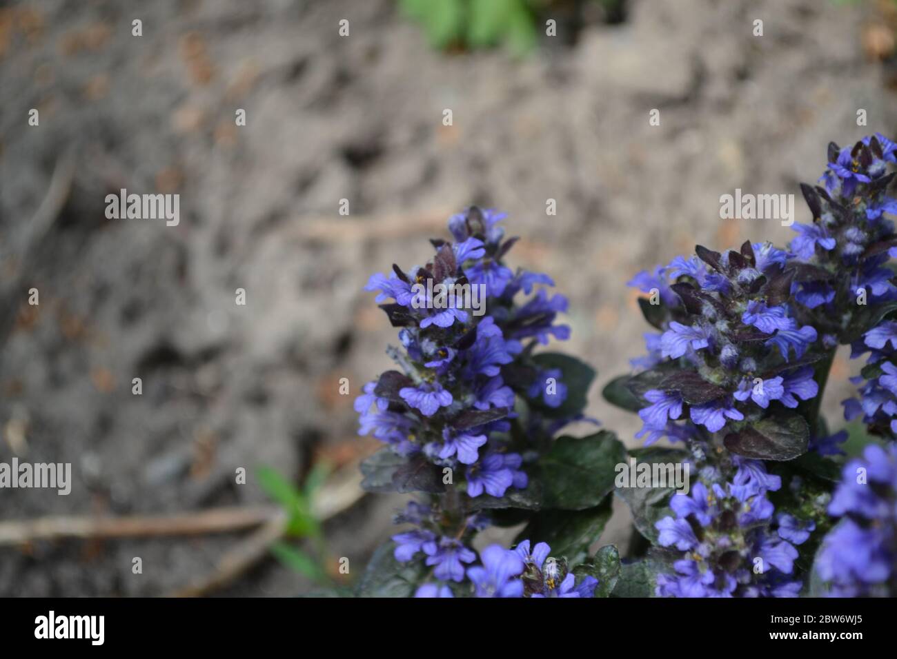 Green leaves, bushes. Gardening. Ajuga reptans. Perennial herbaceous ...