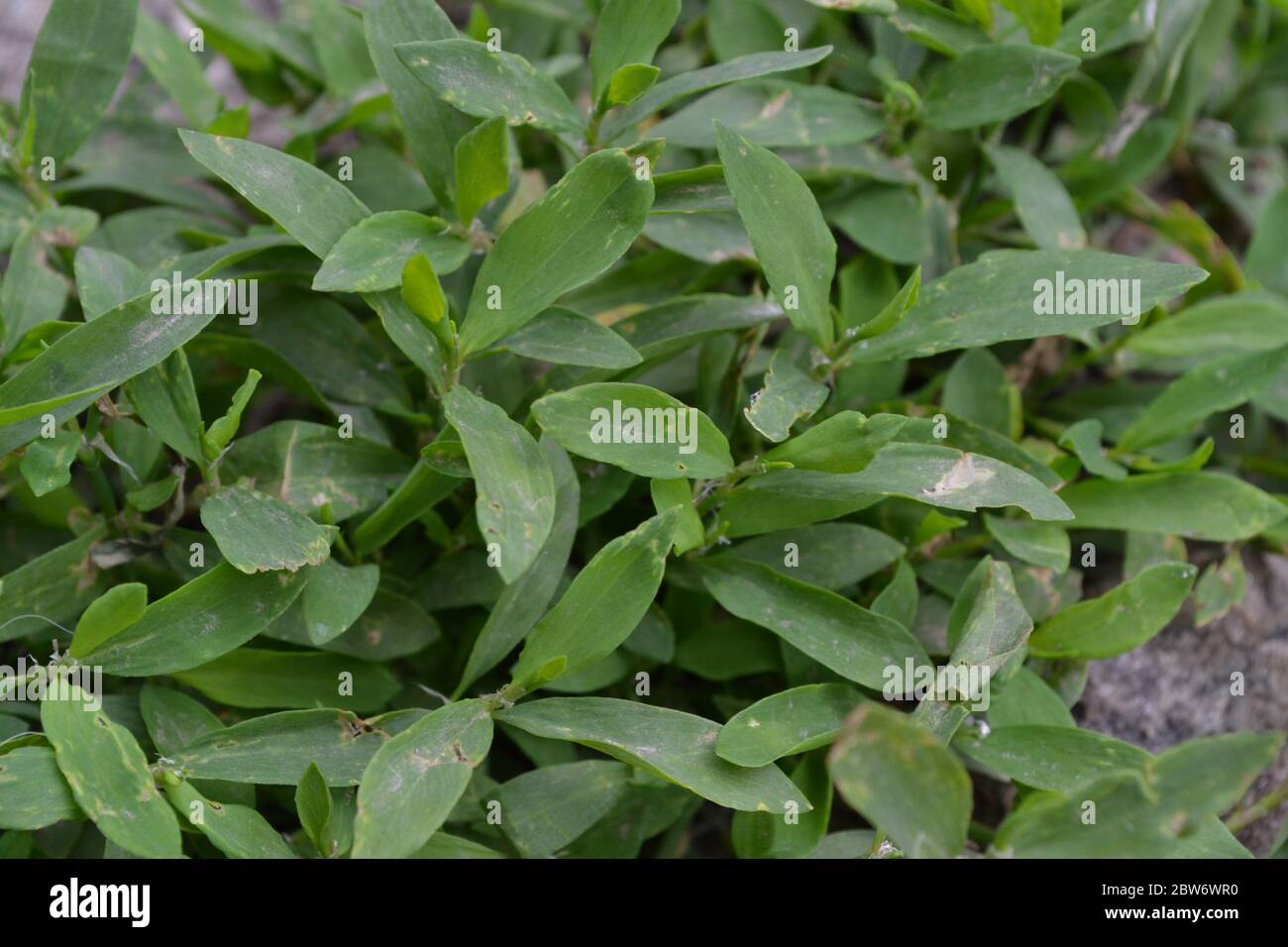 Green leaves. Knotweed bird, Polygonum aviculare. Annual herbaceous ...