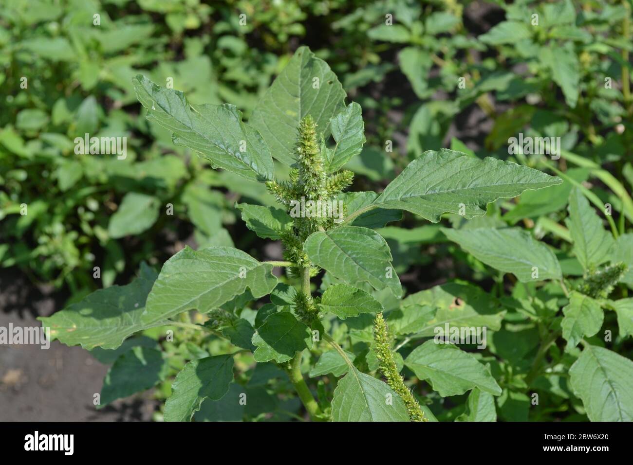Amaranth. Amaranthus retroflexus. Green leaves, bushes. Gardening. Home garden, flower bed ...