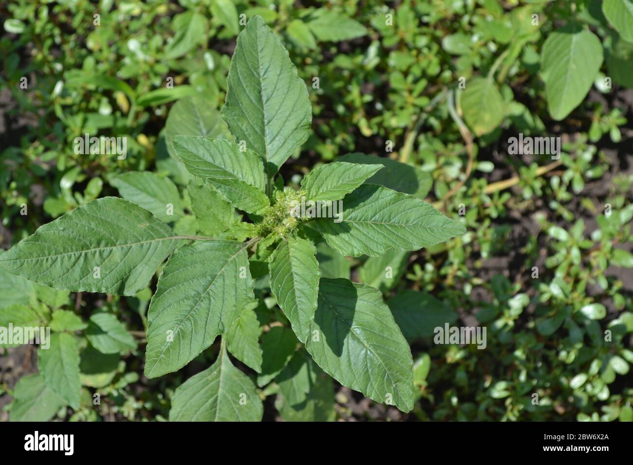 Gardening. Green leaves, bushes. Home garden, flower bed. House, field, farm. Amaranth ...