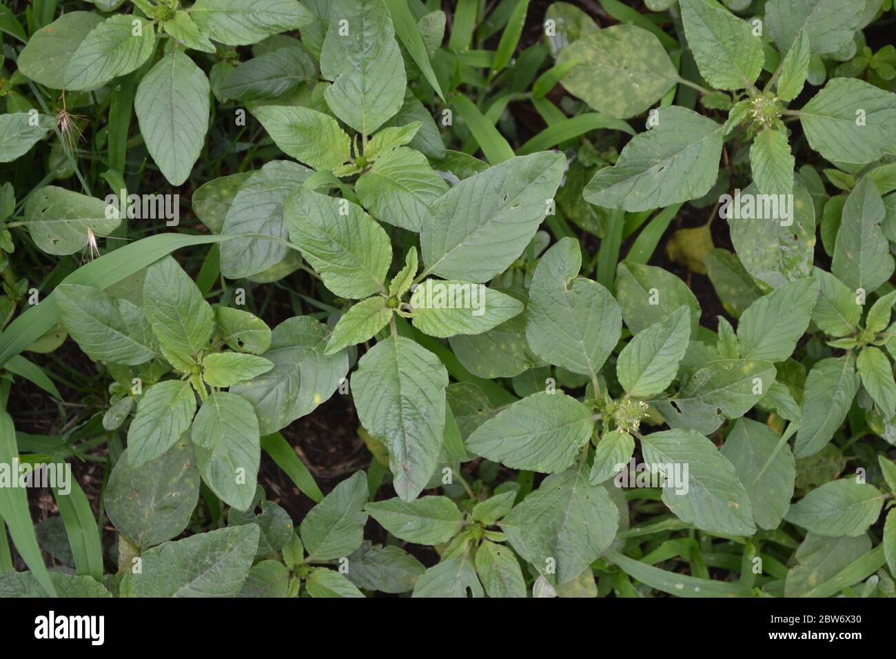 Amaranth. Amaranthus retroflexus. Green. Annual herbaceous plant. Weed ...