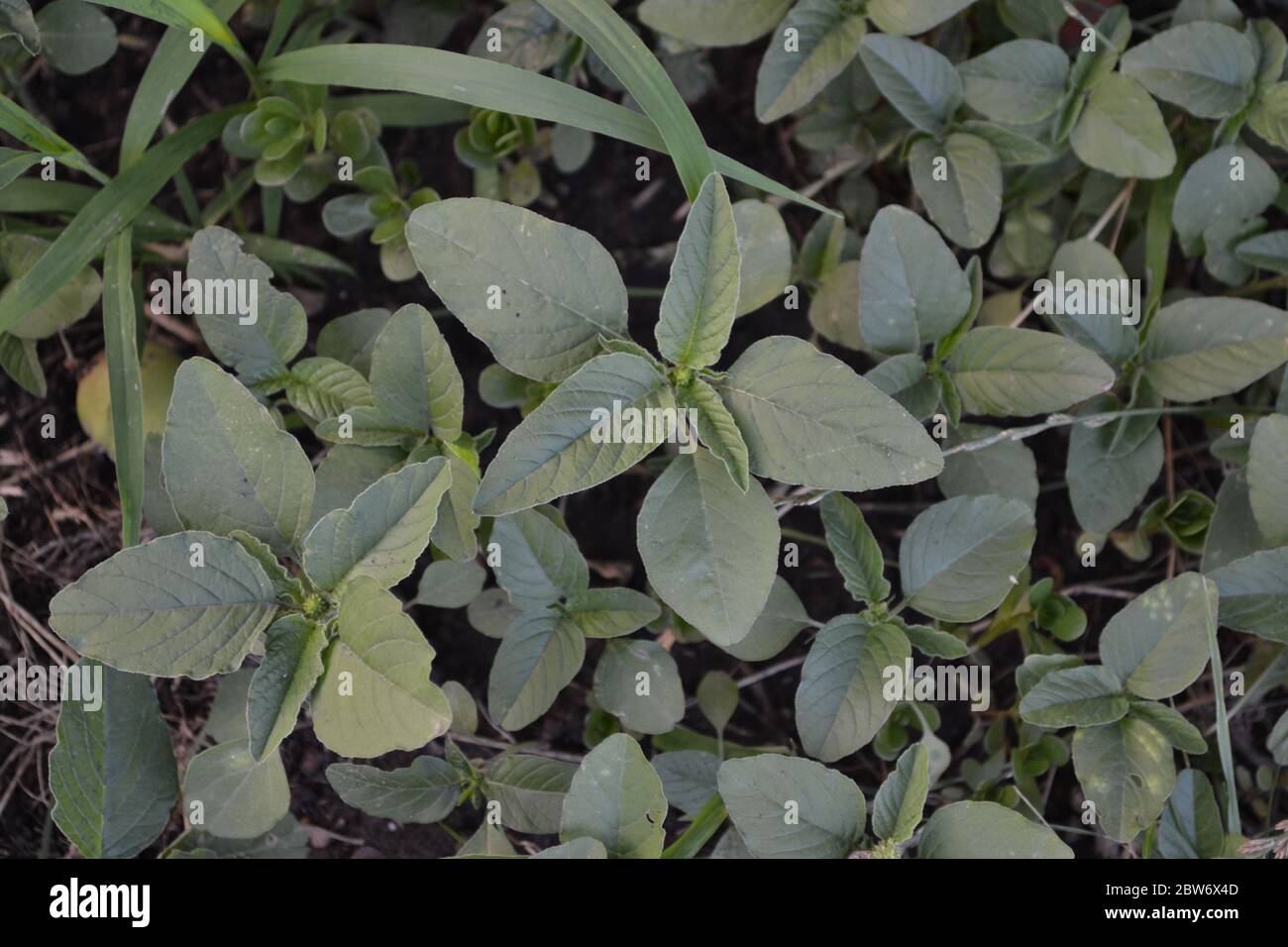 Green leaves, bushes. Gardening. Home garden, flower bed. House, field, farm. Amaranth ...