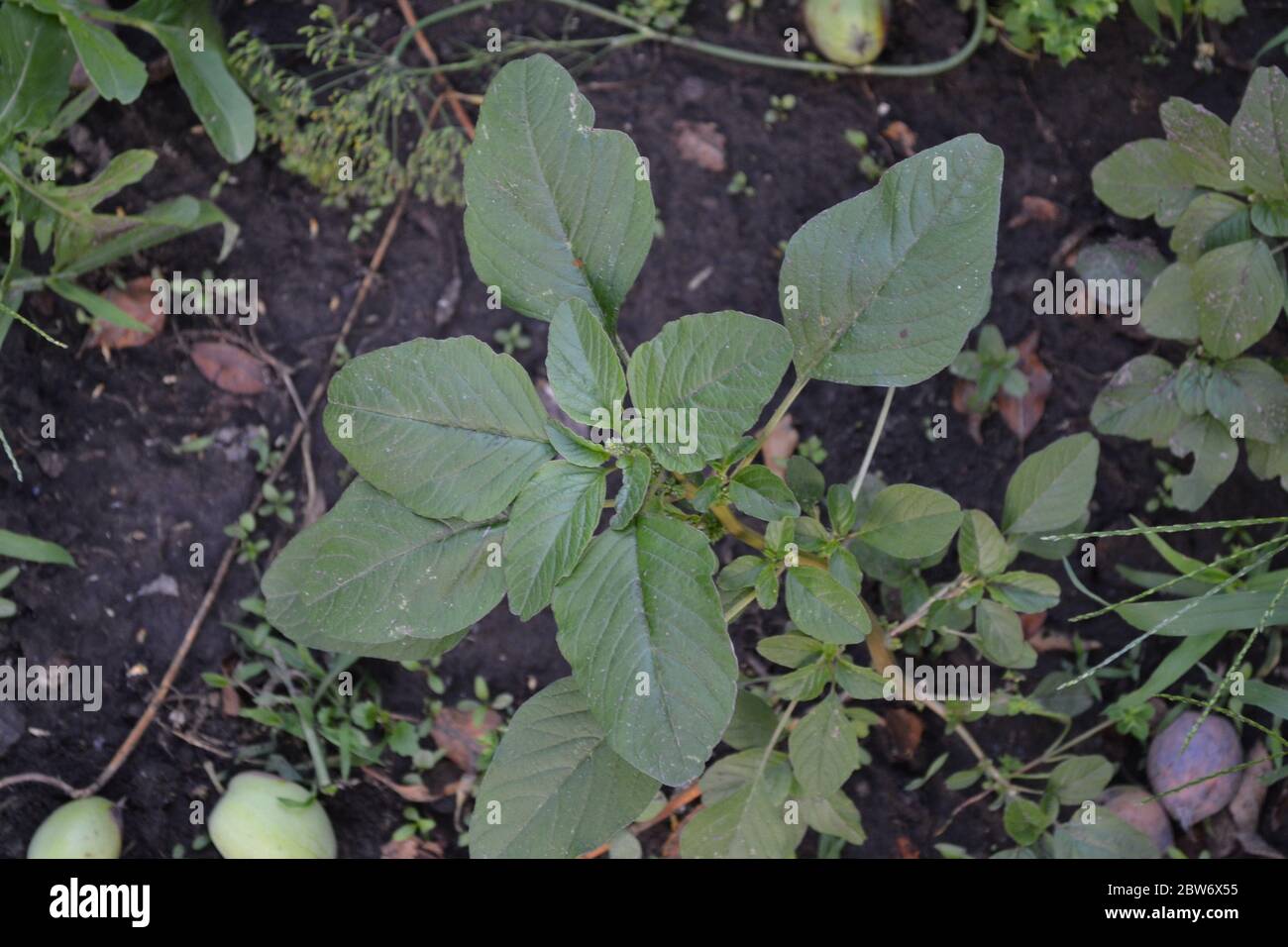 Green leaves. Gardening. Home garden. House, field, farm, village. Amaranth. Amaranthus ...