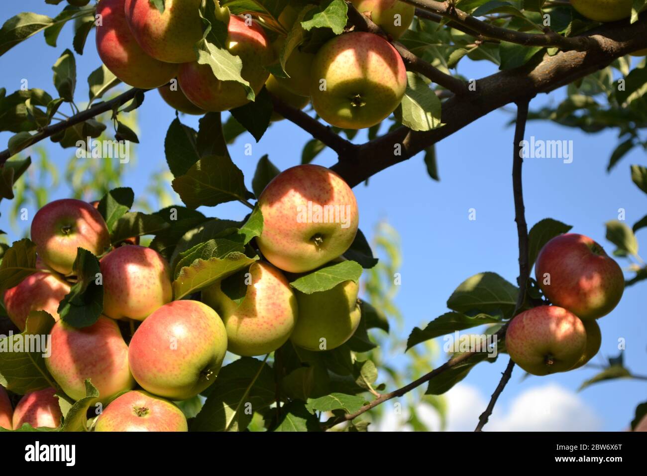 Apple. Garden. Fruitful trees, green leaves, large branches. Gardening ...