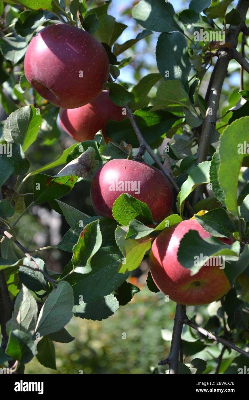Apple. Gardening. Fruitful tree. Juicy fruit. Tasty Stock Photo - Alamy