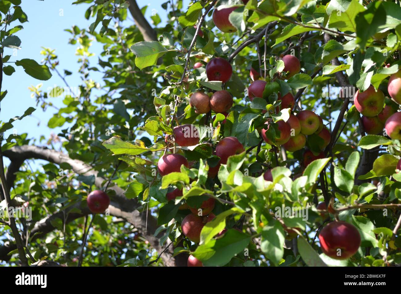 Apple. Home garden. Fruitful trees, green. Gardening. Juicy healthy ...