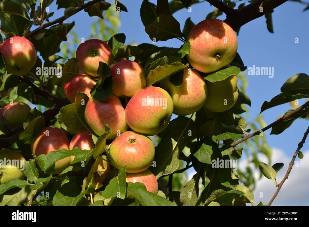Apple garden fruitful trees hi-res stock photography and images - Alamy