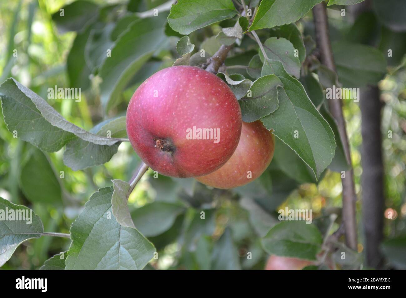 Apple. Gardening. Home. Fruitful tree. Juicy fruit. Tasty Stock Photo ...