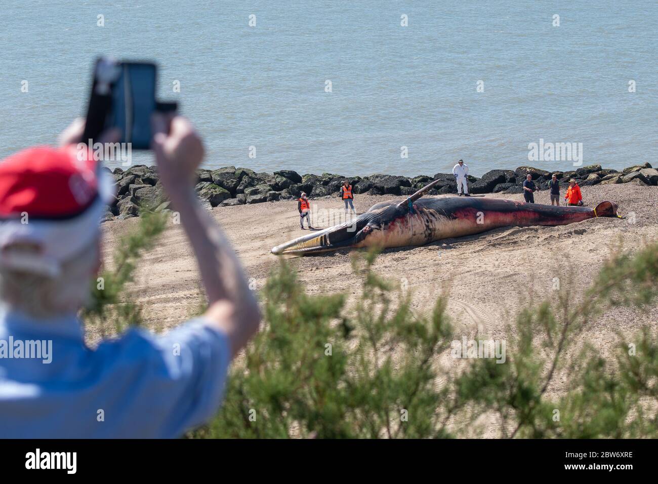 Whale washed up on beach hi-res stock photography and images - Alamy