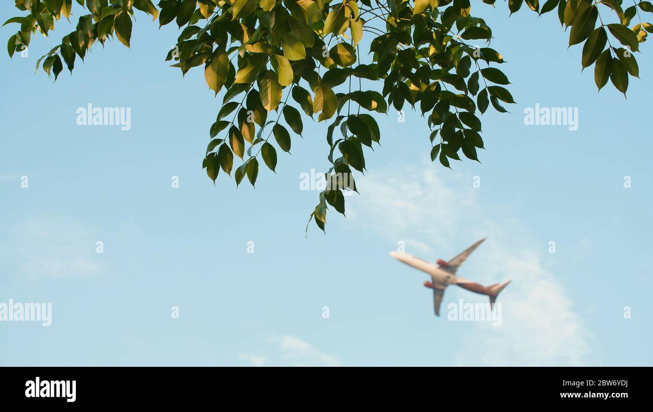 Airplane taking off against the background of hanging tree branches in ...