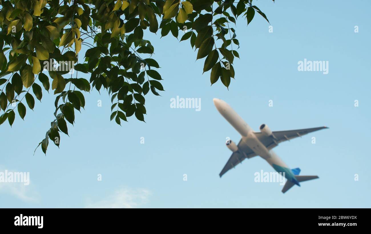 Airplane taking off against the background of hanging tree branches in ...