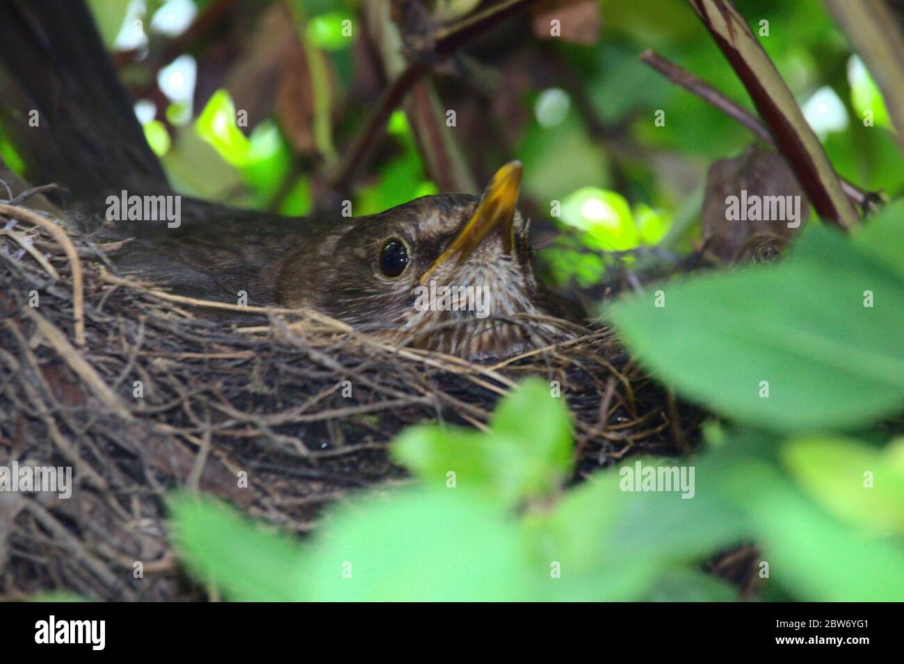 Blackbird nesting in a tree Stock Photo - Alamy