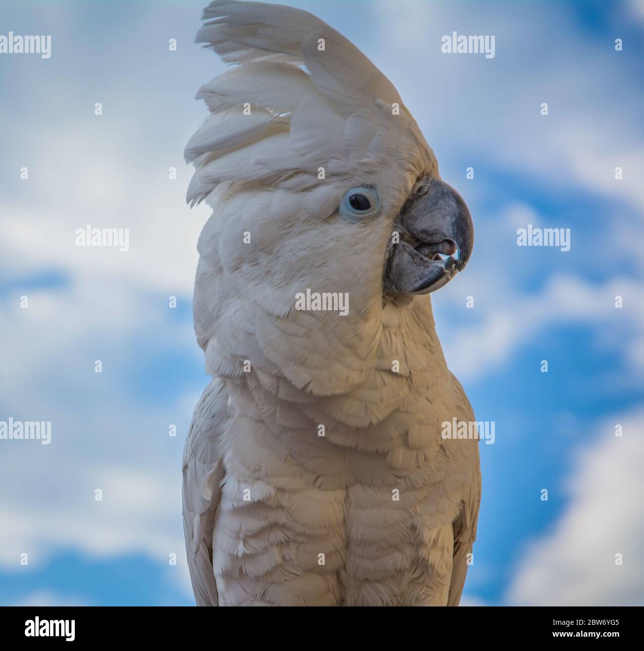 Norwegian Blue Cockatoo