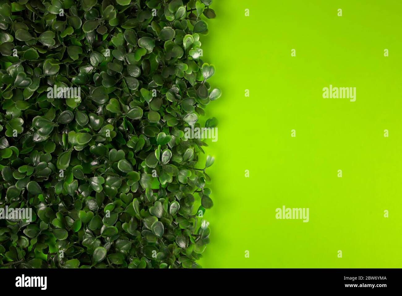 Green grass on green background. Starweed -winterweed, chickweed ...