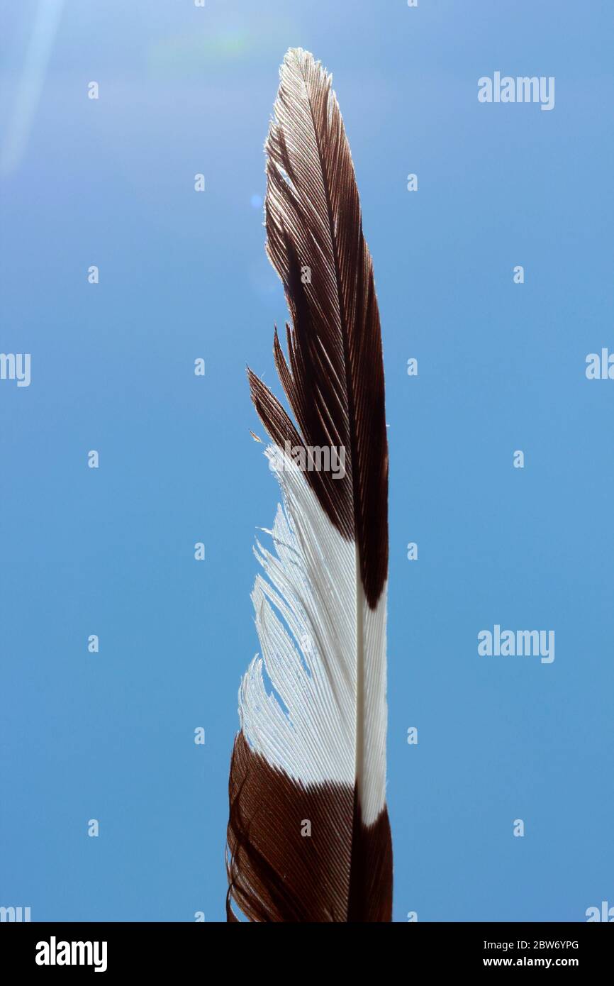 Floating feather in the sky. Background Stock Photo - Alamy