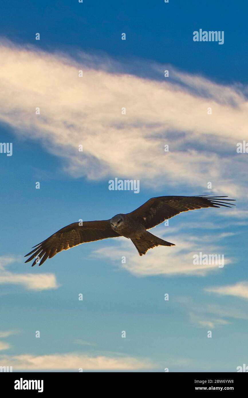 Dark brown raptor hi-res stock photography and images - Alamy