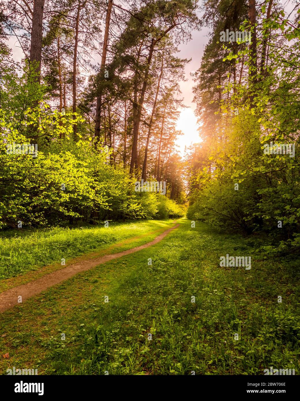 Pine Tree Leaves High Resolution Stock Photography and Images - Alamy
