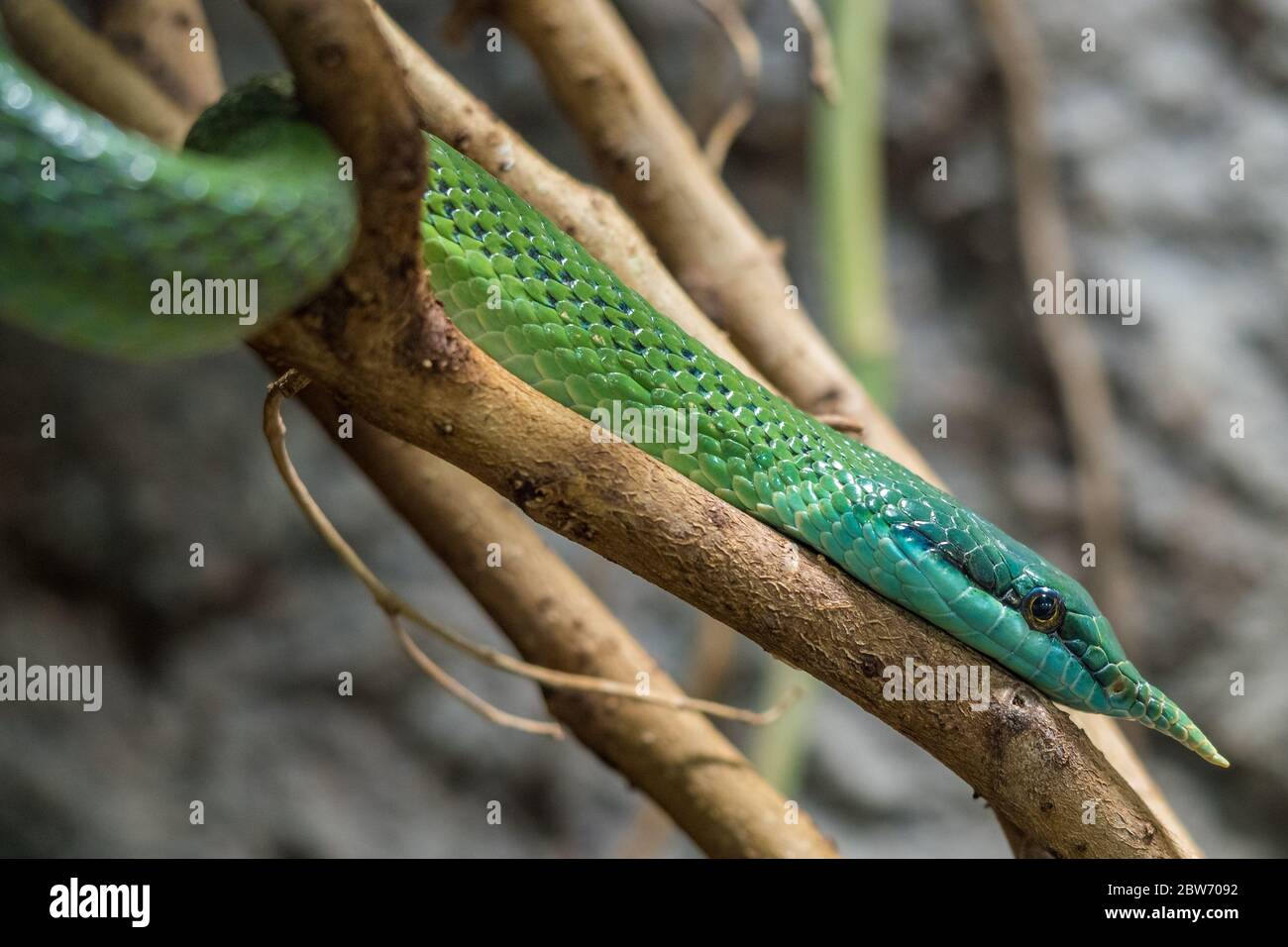Green long nosed snake, Rhinoceros Ratsnake hunting in the trees ...
