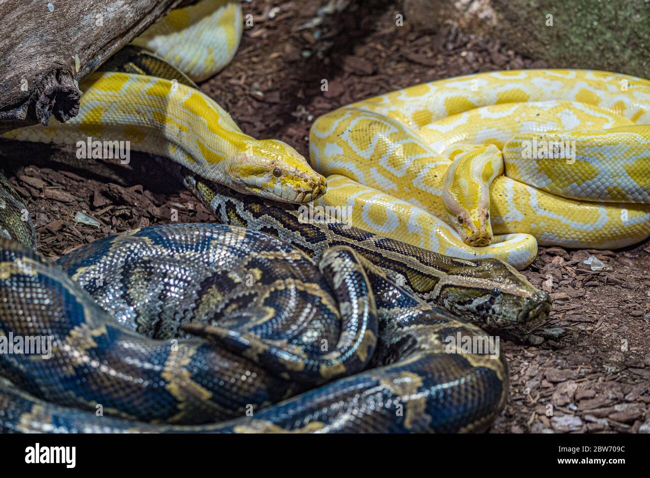 White Anaconda Snake
