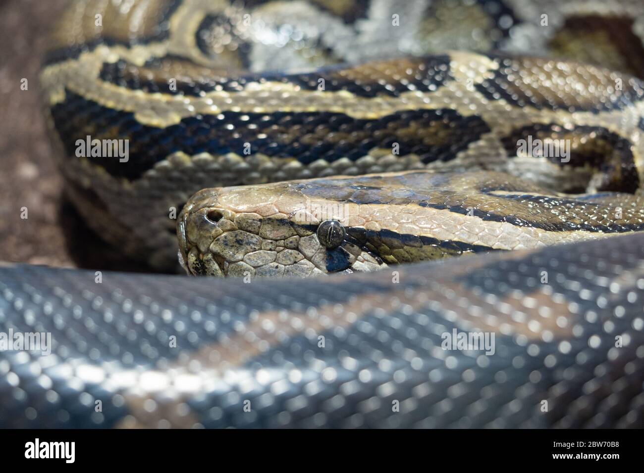 A portrait of a Python hunting - hiding the head behind parts of their ...