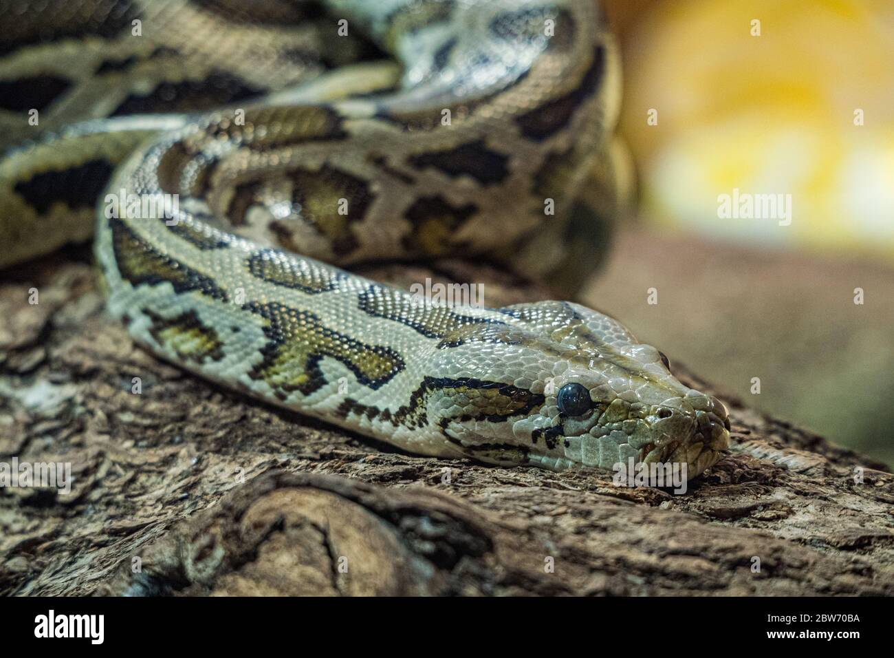 A portrait of a Python hunting on a tree branch - very close head and ...
