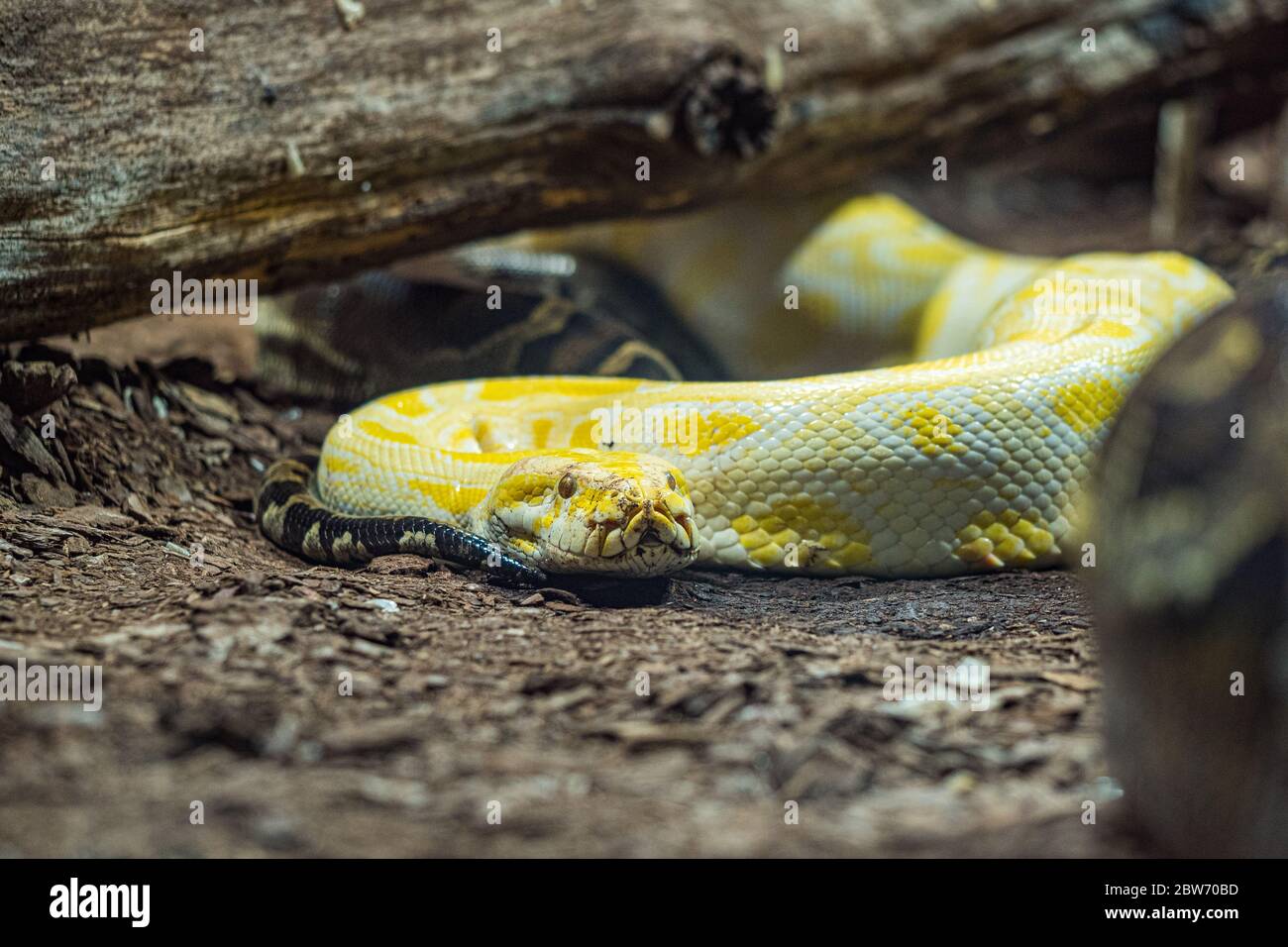 Animal family and albino hi-res stock photography and images - Alamy