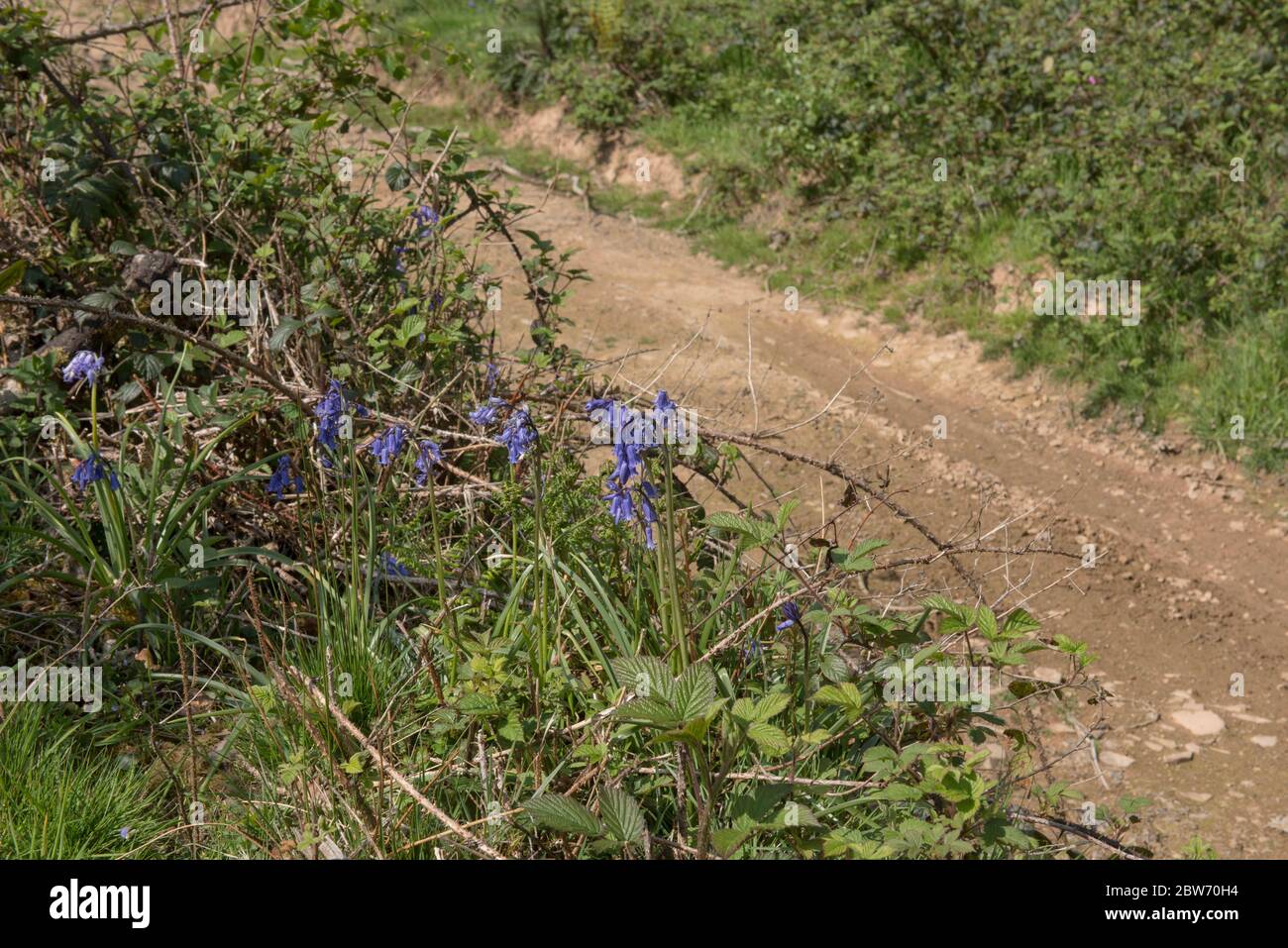 Non flowering plant hi-res stock photography and images - Alamy