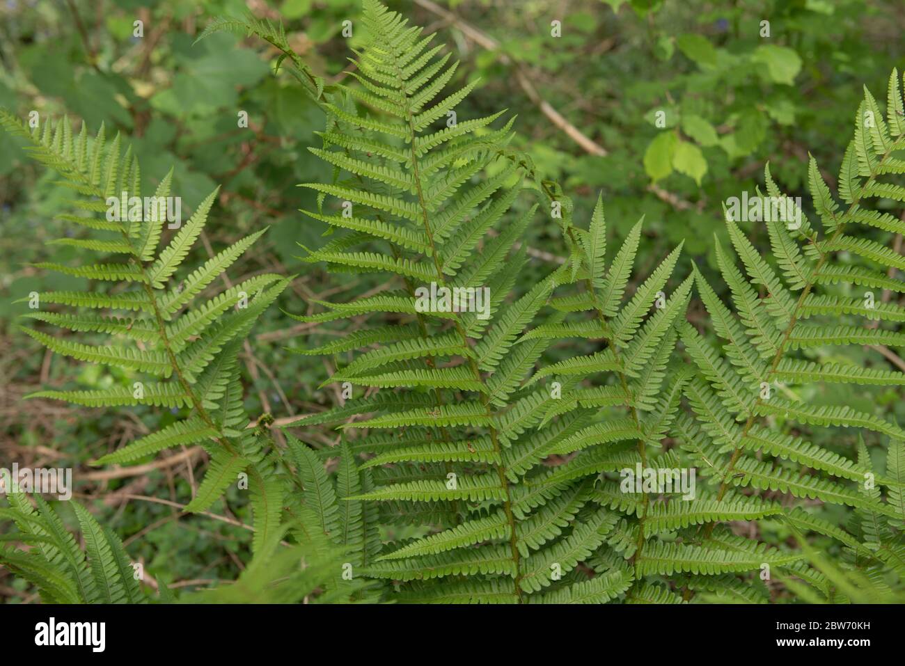 Background or Texture of the Fronds or Leaves of a Wild Male Fern Plant ...