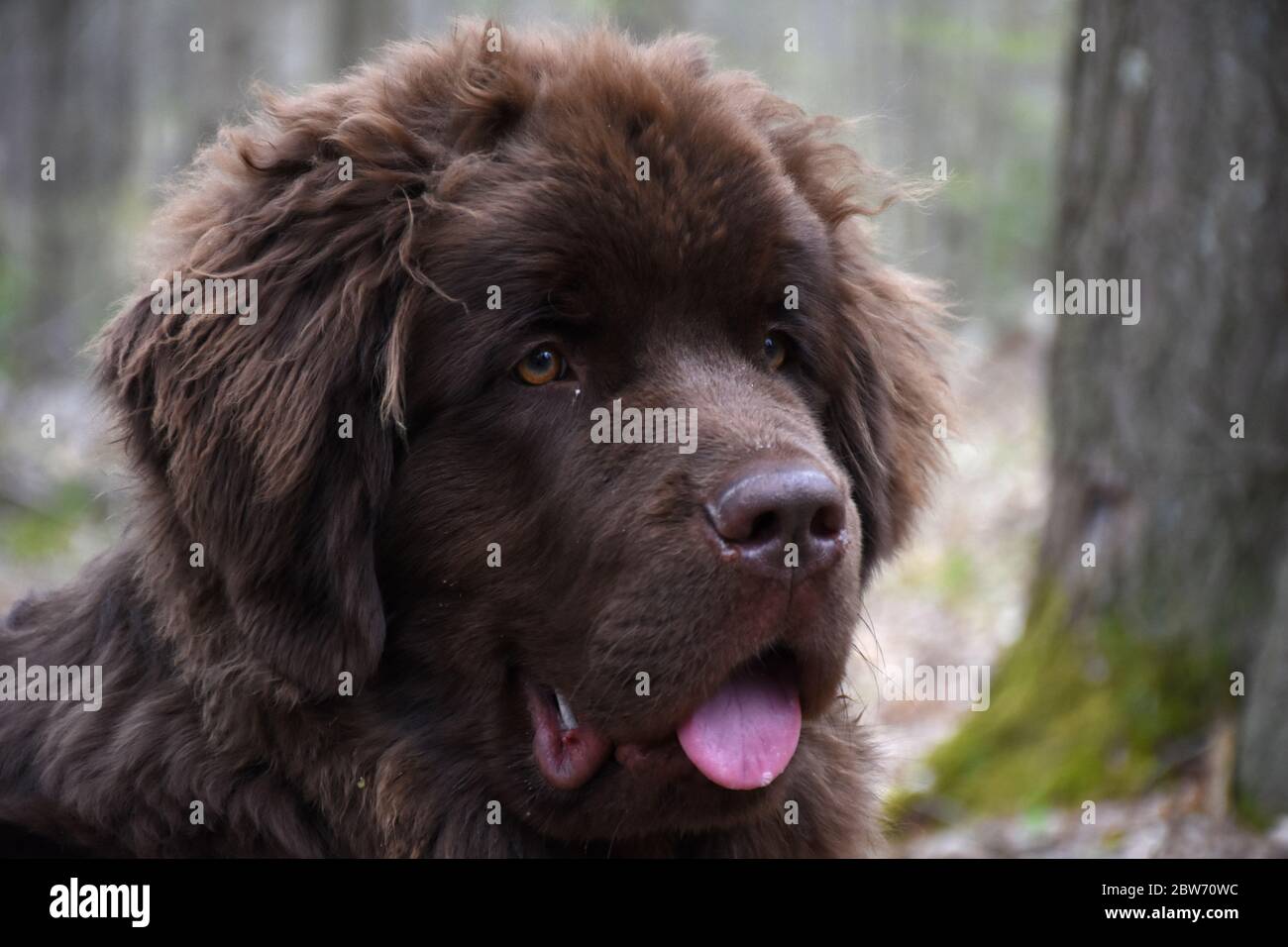Adorable brown Newfoundland dog with his tongue sticking out Stock ...