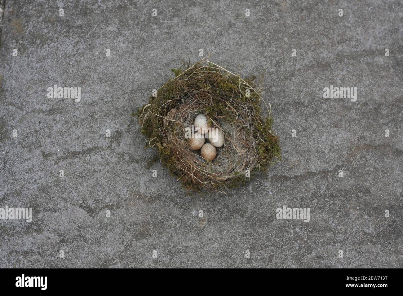 Robins nest hi-res stock photography and images - Alamy