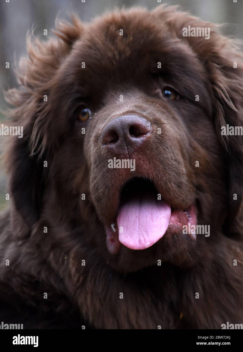Adorable brown nose and a fluffy brown Newfoundland dog Stock Photo - Alamy