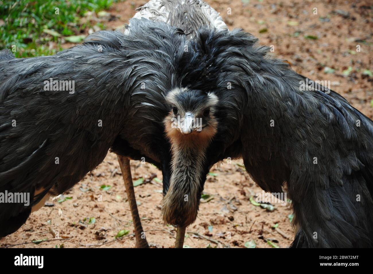 Rhea spec hi-res stock photography and images - Alamy