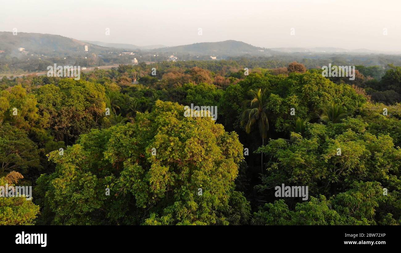 Indian goa green vegetation hi-res stock photography and images - Alamy