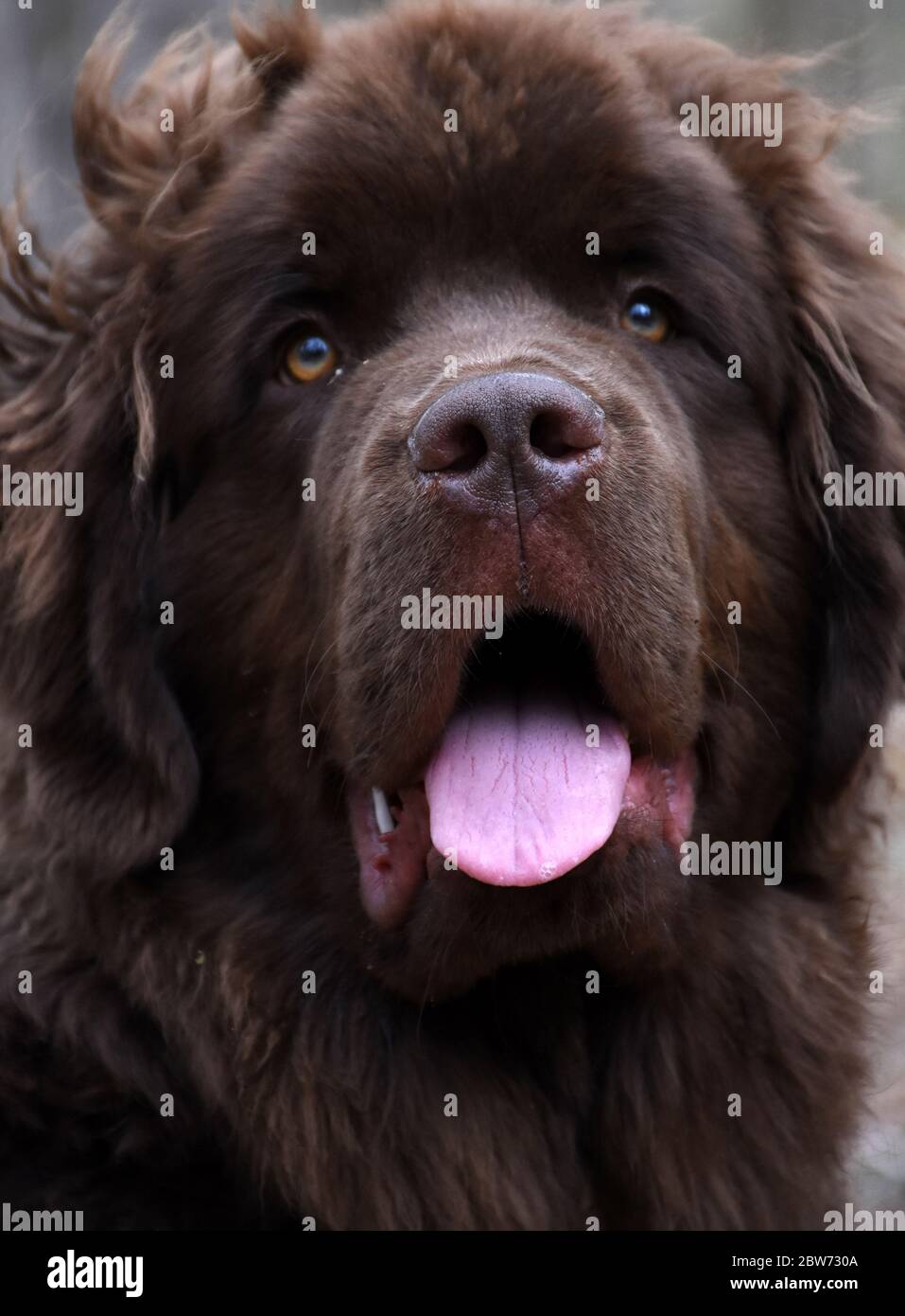 Direct look into the face of a brown Newfie dog Stock Photo - Alamy