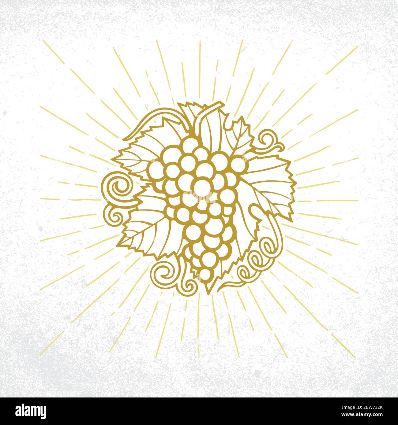 Grape bunch with light rays vector illustration. Grapevine vintage ...