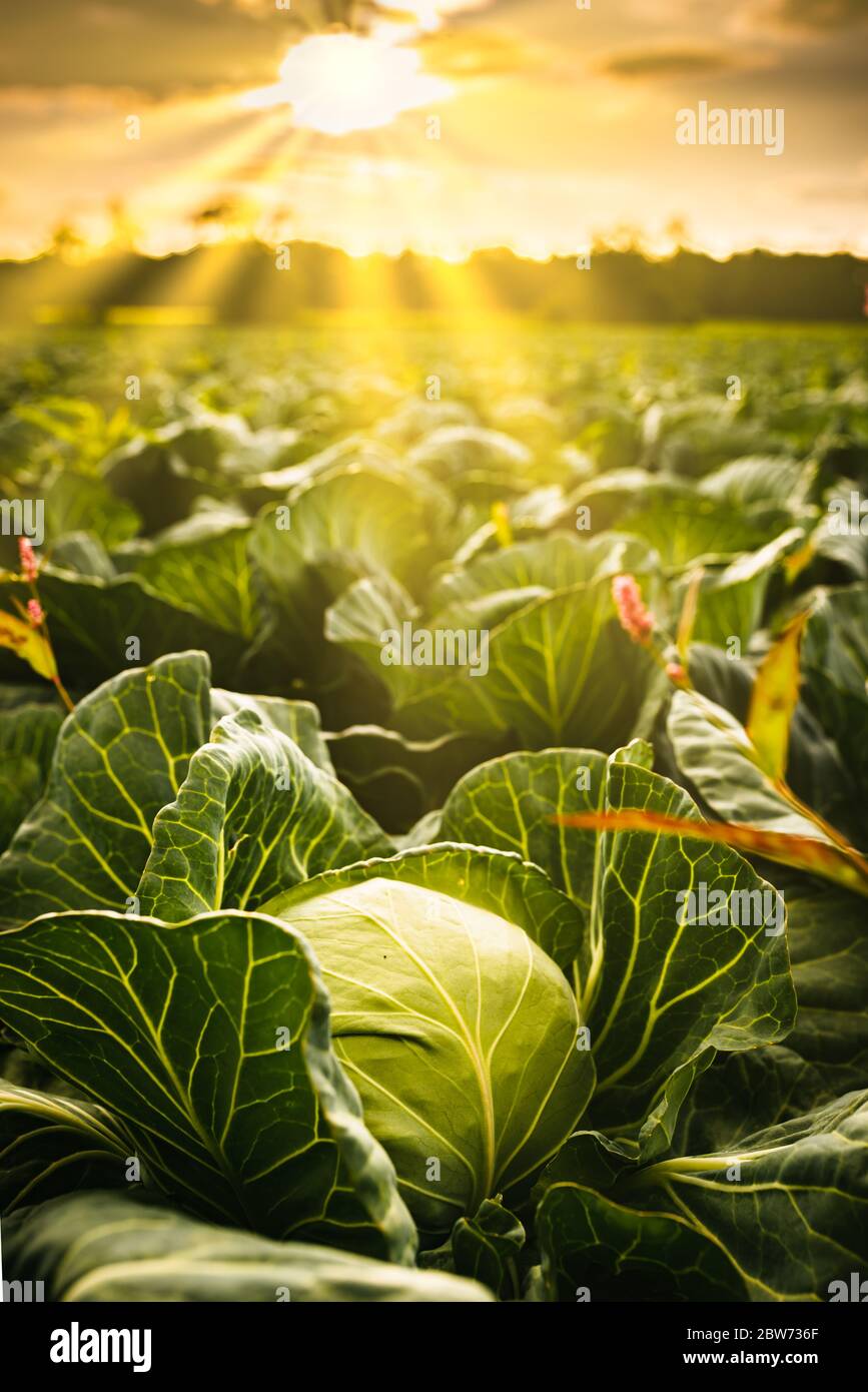 Cabbage field in a sunset light. Agriculture field in rural area Stock ...
