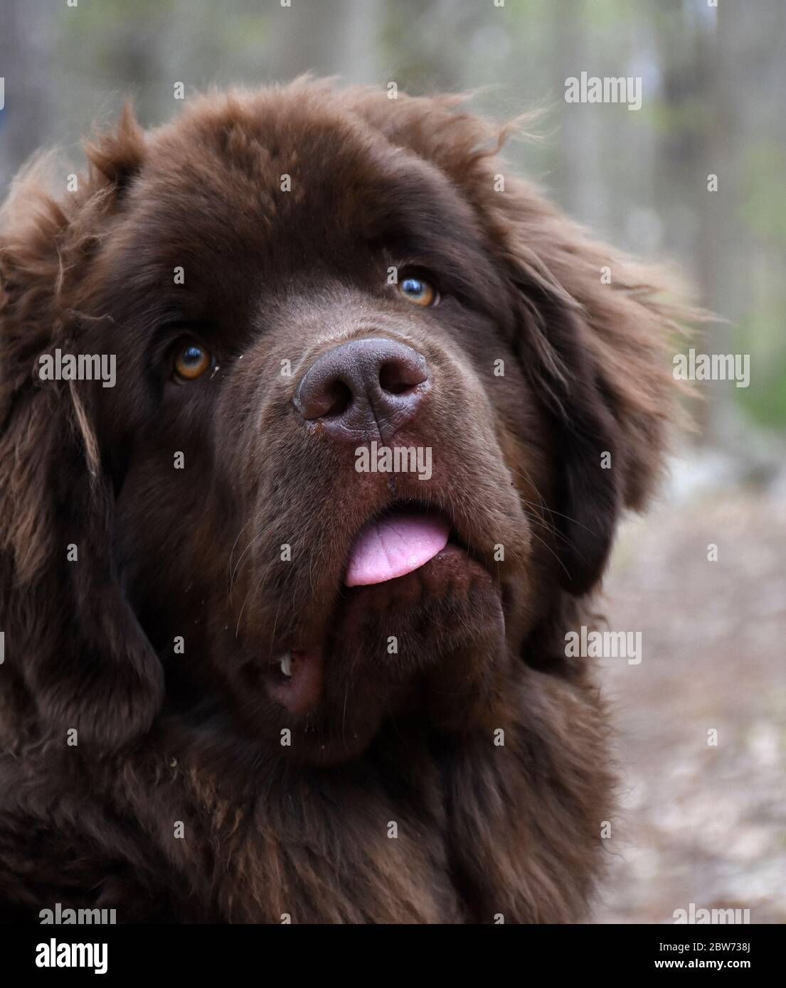 Newfie puppy hi-res stock photography and images - Alamy