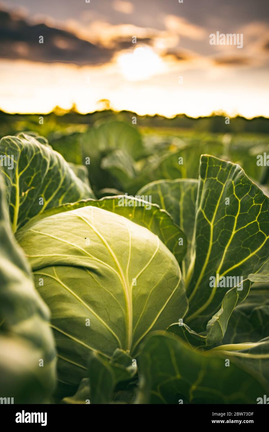 Cabbage head in row detailed closeup in a sunset light. Agriculture ...