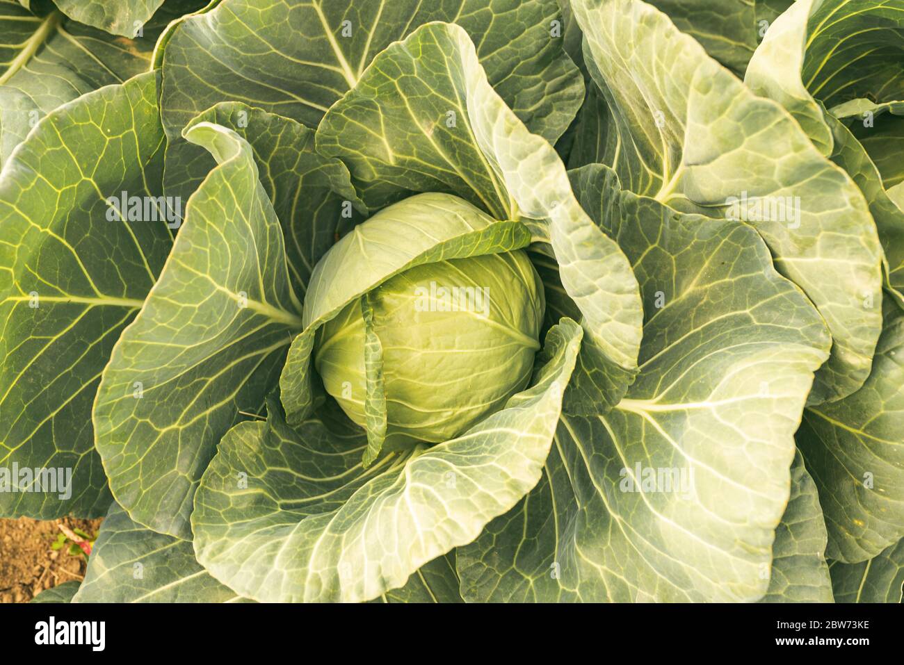 Cabbage head in row detailed closeup in a sunset light. Agriculture ...
