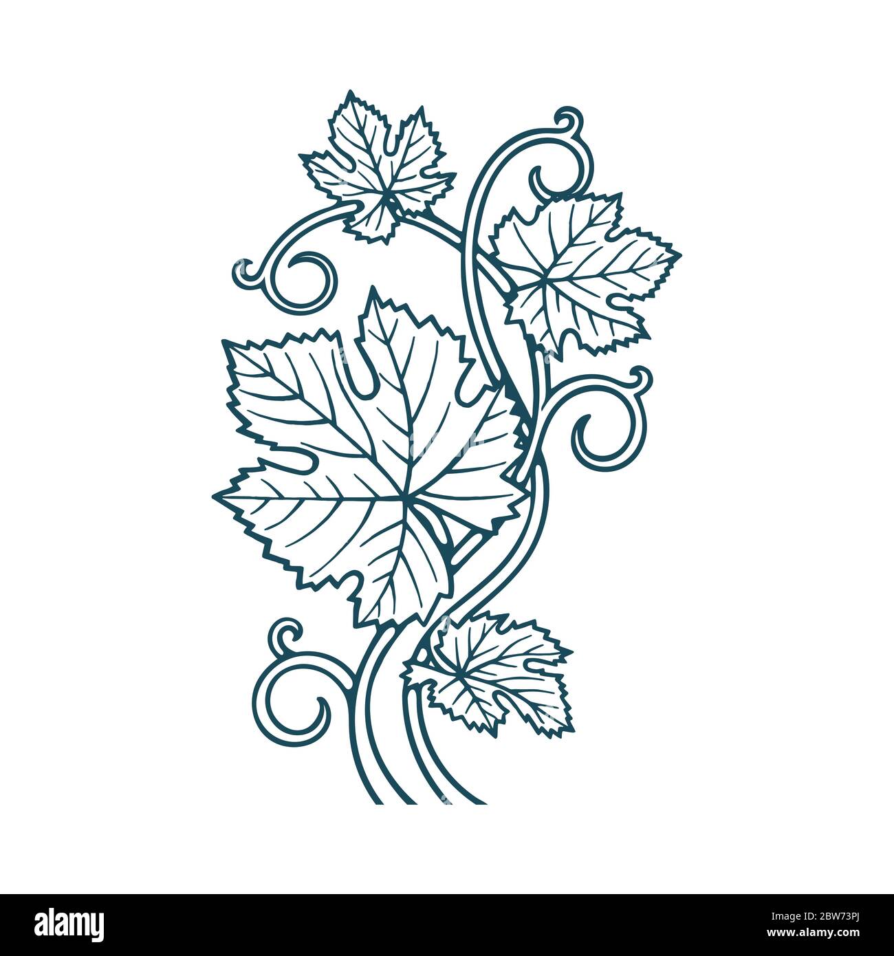 Grape Vine Drawing