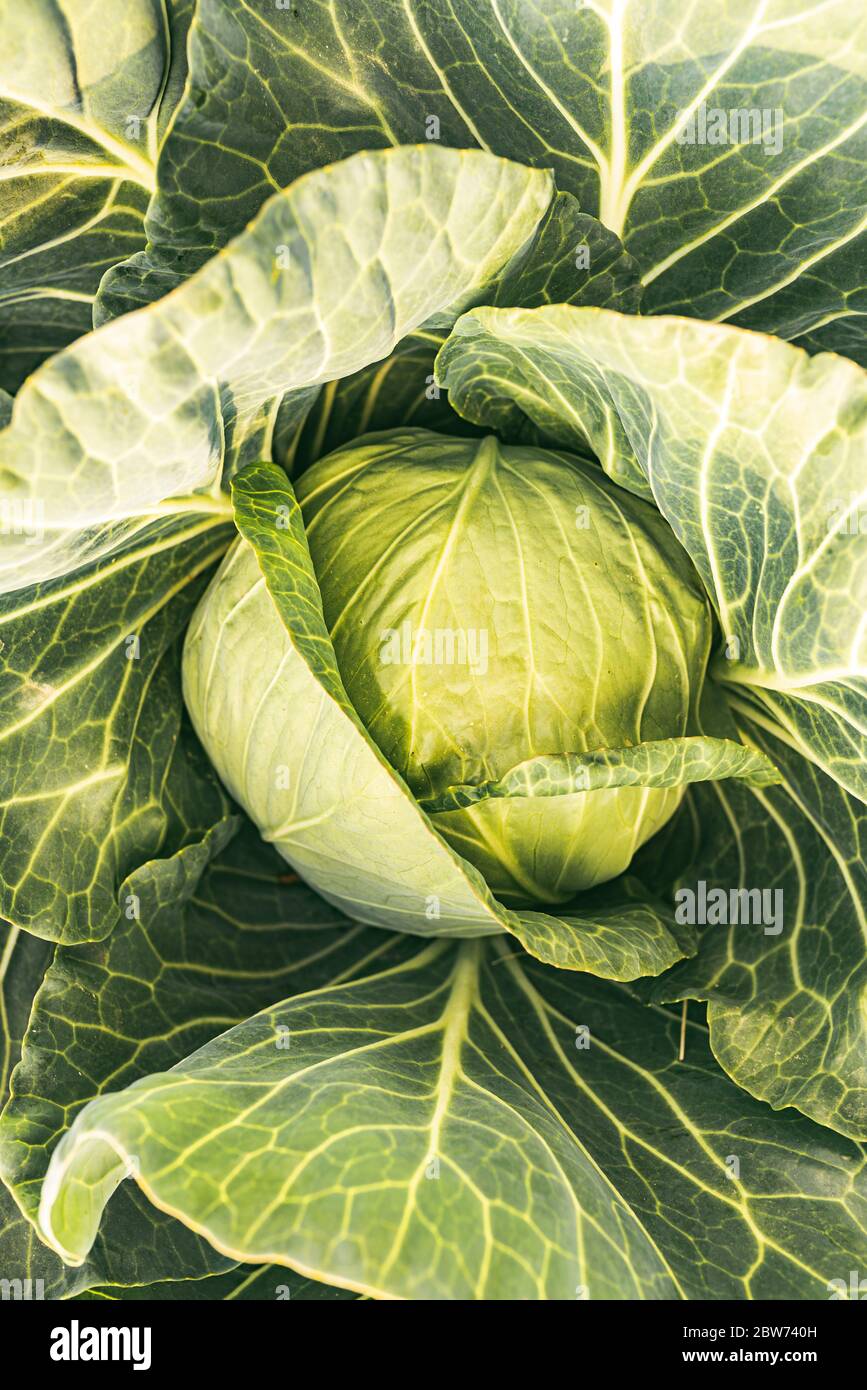 Cabbage head in row detailed closeup in a sunset light. Agriculture ...