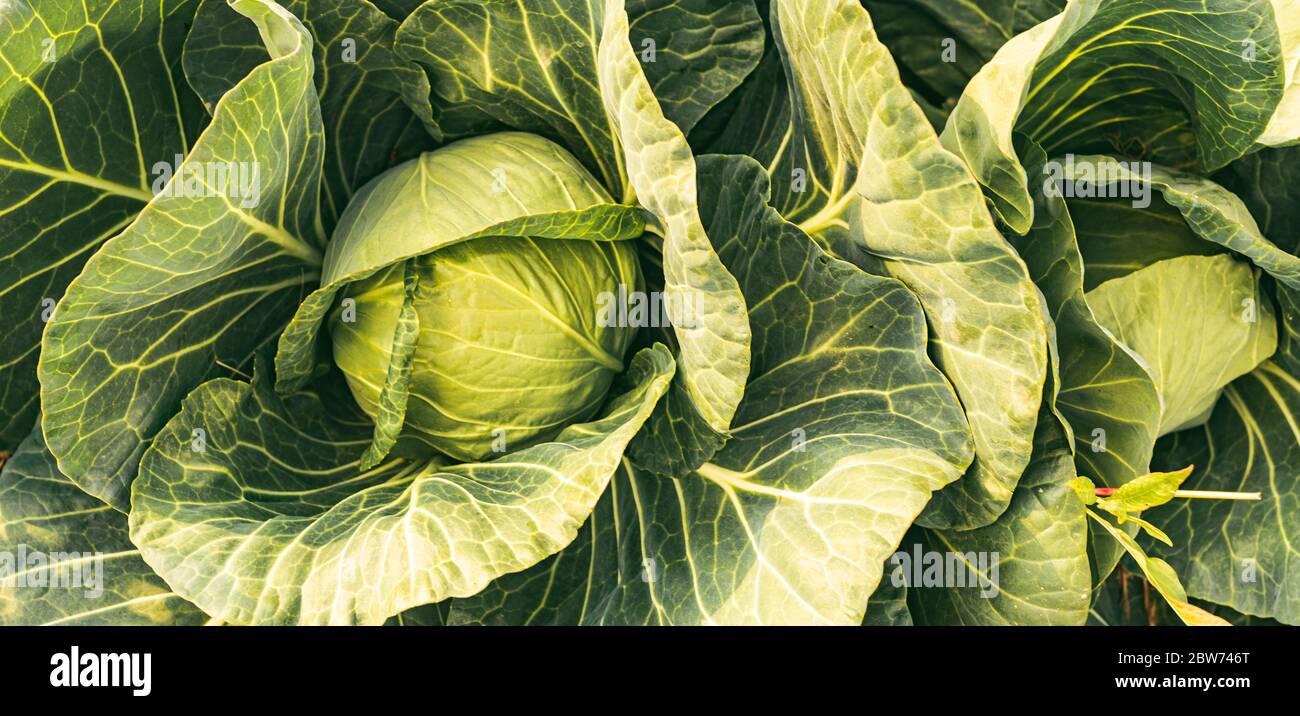 Cabbage head in row detailed closeup in a sunset light. Agriculture ...
