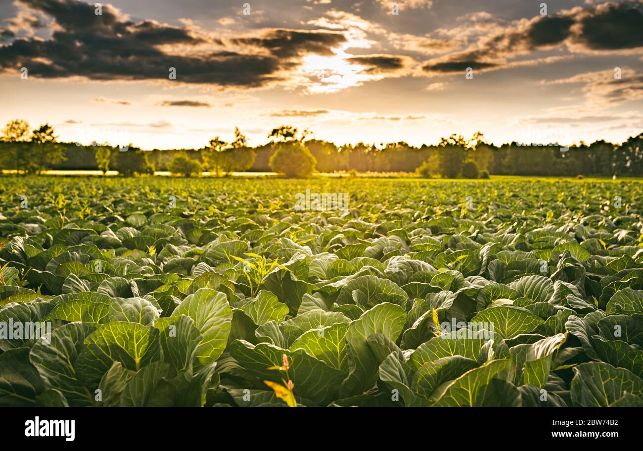 Cabbage field in a sunset light. Agriculture field in rural area Stock ...