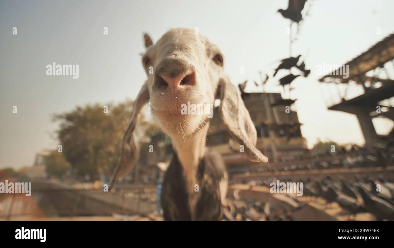Funny lamb on the streets of Mumbai. Head close up Stock Photo - Alamy