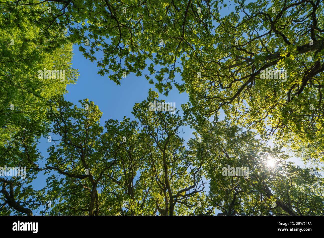 In the forest looking up Stock Photo - Alamy