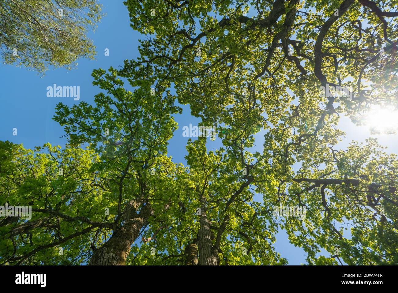 In the forest looking up Stock Photo - Alamy