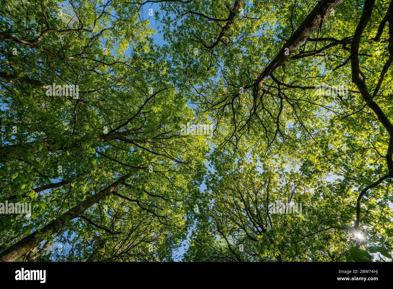In the forest looking up Stock Photo - Alamy